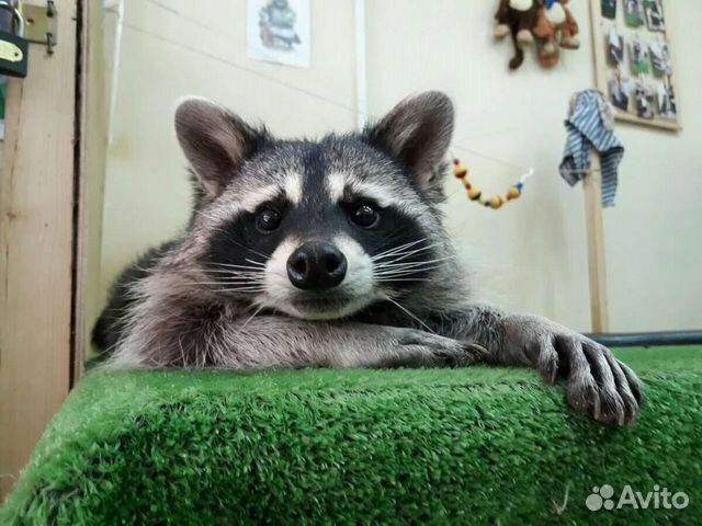 Еноты очаровашки