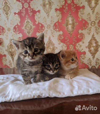 Красивые домашние котята