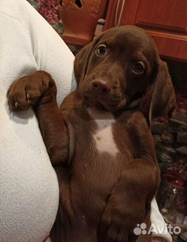 Легавый щенок