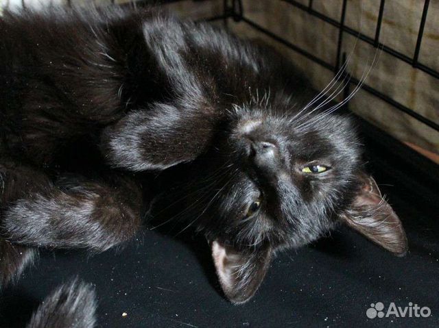 Ласковый черный котенок девочка