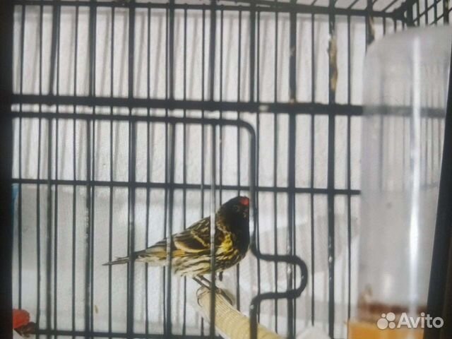 Красношапочный вьюрок