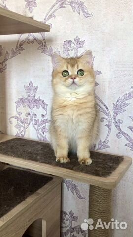 Золотой котик