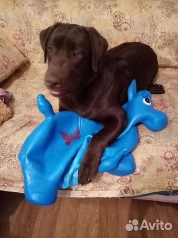 Шоколадный лабрадор