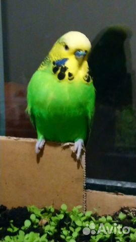 Попугай волнистые чехи