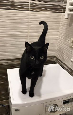 Породистые коты