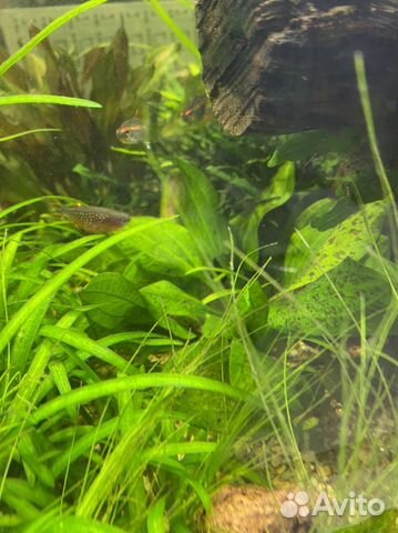 Эхинодорус, сагитария