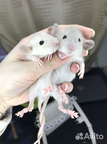 Крысята дамбо девочки