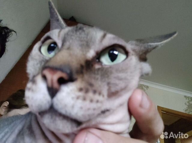 Кот потерялся