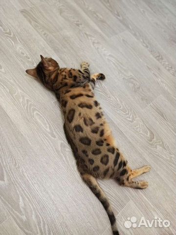 Бенгальская