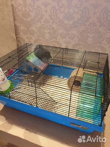 Сирийский хомяк со всем приданым