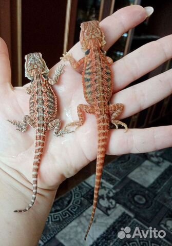 Бородатая агама(малыши)