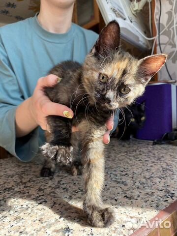 Котенок