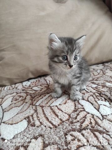 Кошечка в заботливые руки