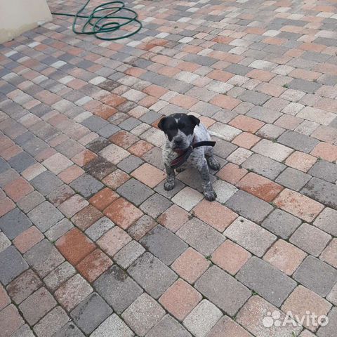 Собаки бесплатно в добрые руки