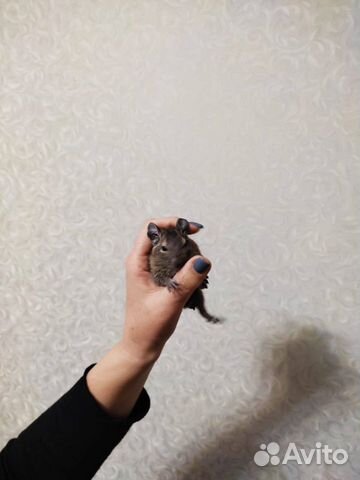 Белки дегу бесплатно (2 мальчика, 2 девочки)