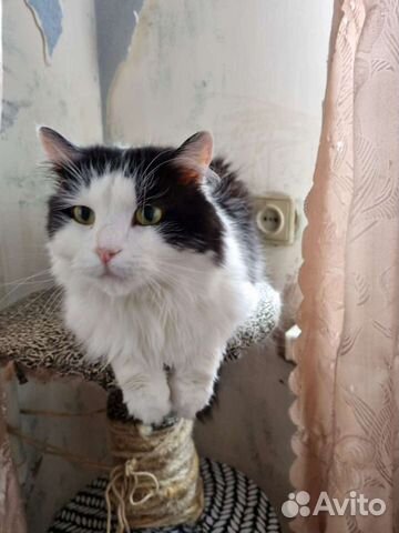 Котик Марципан ищет дом