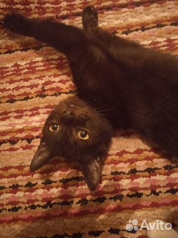 Котенок-пират