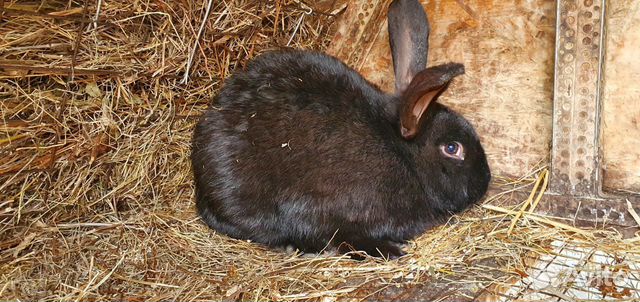 Крол Фландер 5 мес молодой