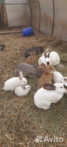 Кролики мясных пород