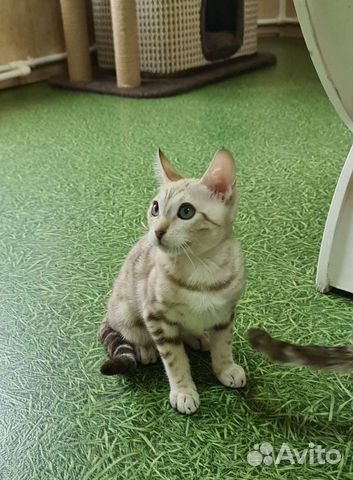 Бенгальская кошка