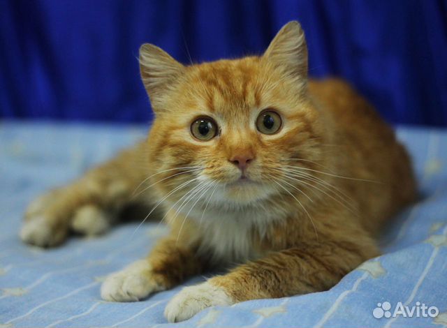 Ищем семью для очаровательного котика Бонифация