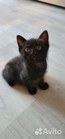 Котенок помесь шотландца