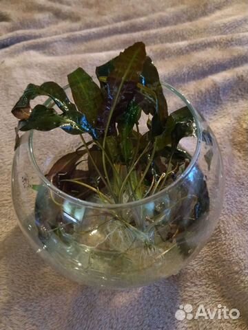 Криптокорина вендта в аквариум Колпино