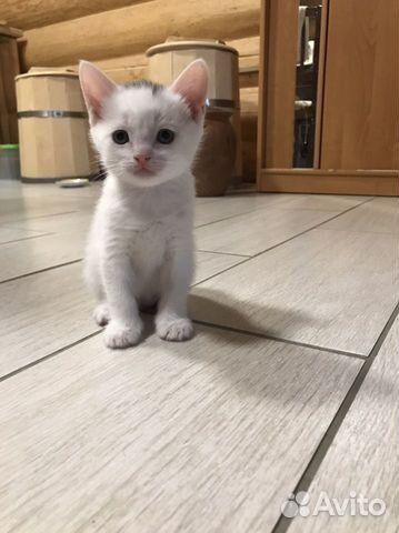 Котенок мальчик 1 месяц