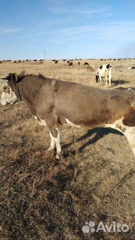 Бык на племя