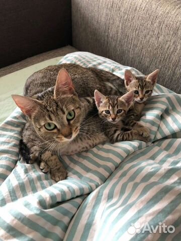 Котята