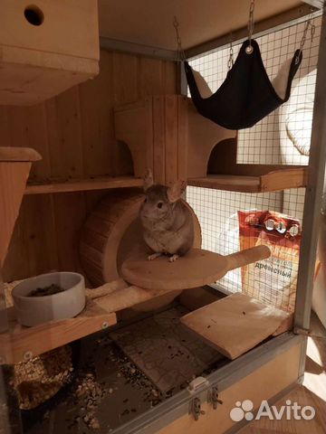 Шиншиллу в добрые руки