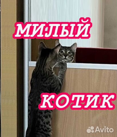 Милый котик. В добрые руки