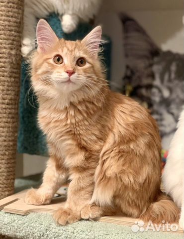 Красный мраморный кот