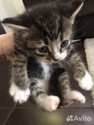 Котенок бесплатно