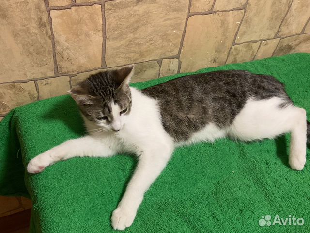 Кошка возраст пол года без породная