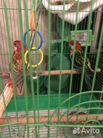 Продам папугаев