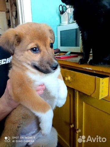 Собака в добрые руки отдам бесплатно щенки