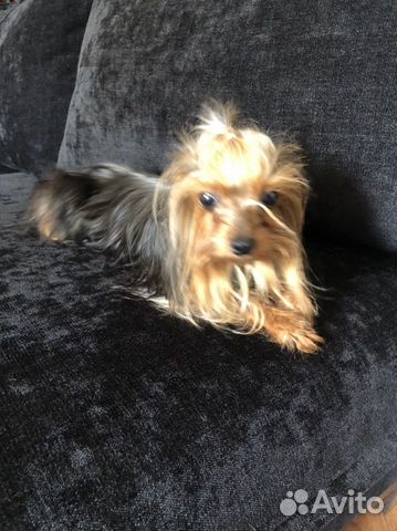 Йоркширский терьер мини