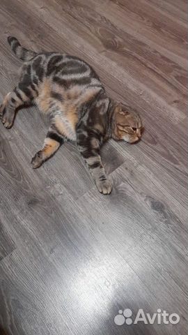 Продам кота