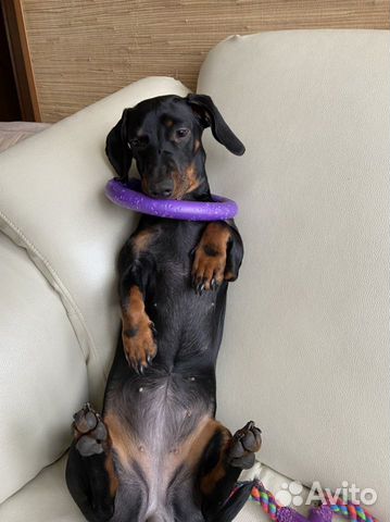 Годовалый щенок таксы