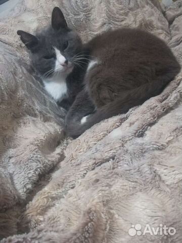 Кошка в дар