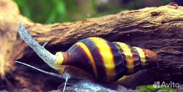 Улитка Хелена