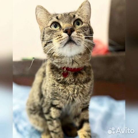 Ласковый котик табби в добрые руки