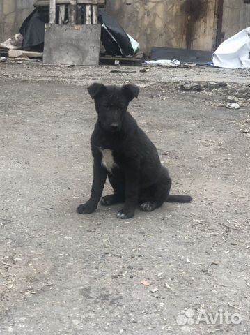 Щенок в добрые руки