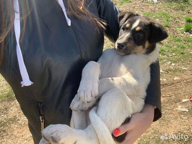 Щенок для деревни и т д. Помесь с хаски. Кастрат
