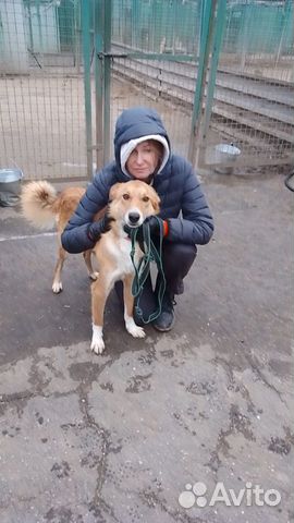 Собаки в дар бесплатно