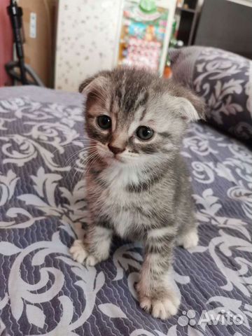 Британские котята