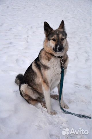 Герда ищет любящий дом