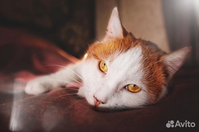 Кошка