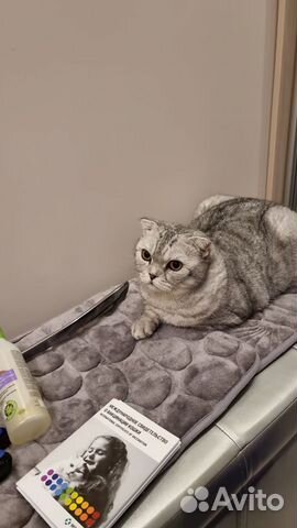 Шотландская вислоухая кошка в добрые руки